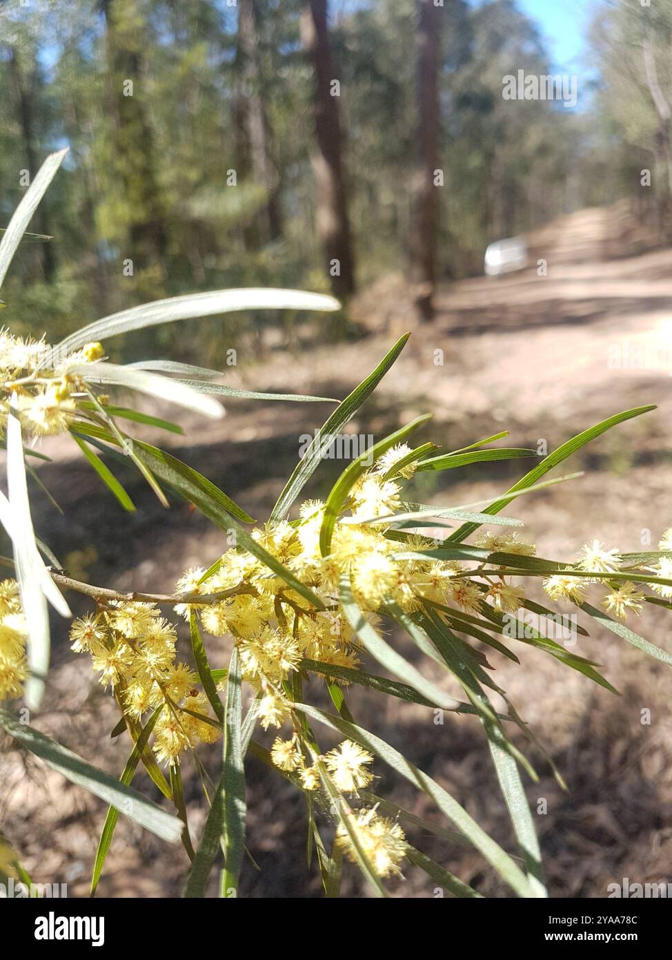 Bower Wattle (Acacia cognata) Plantae Stock Photo - Alamy