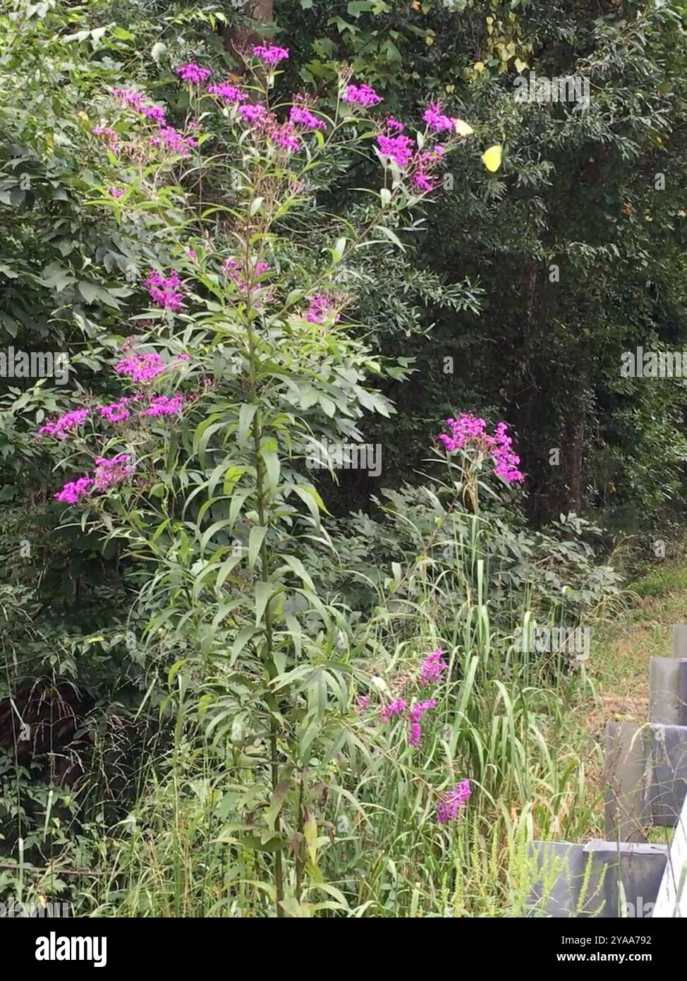 Tall Ironweed (Vernonia gigantea) Plantae Stock Photo - Alamy