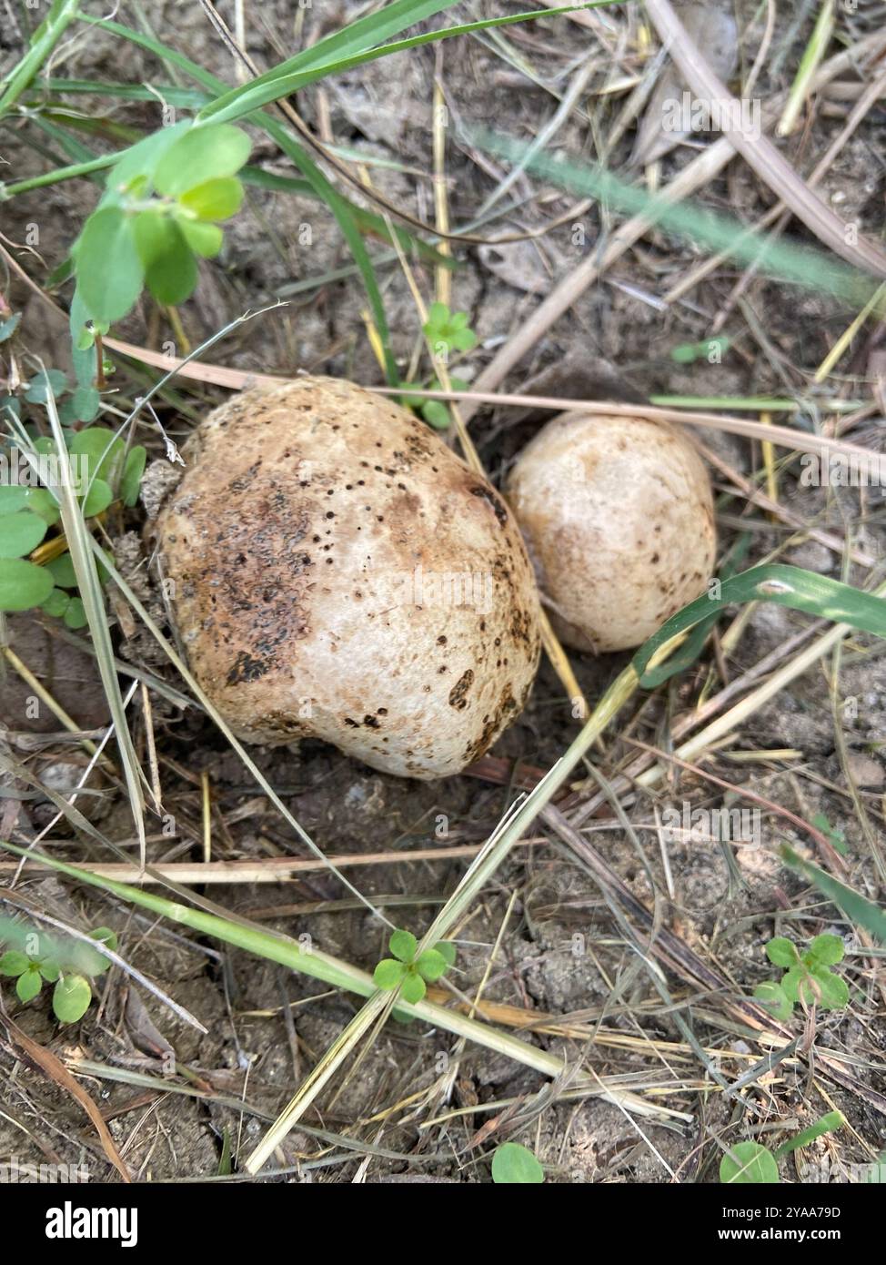 Purple-spored Puffball (Calvatia cyathiformis) Fungi Stock Photo - Alamy