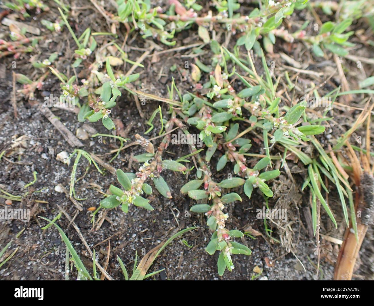 Oval Leaf Knotweed (Polygonum arenastrum) Plantae Stock Photo - Alamy