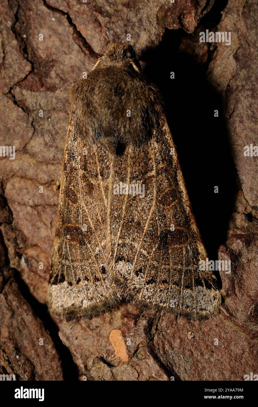 Lunar Underwing (Agrochola lunosa) Insecta Stock Photo - Alamy