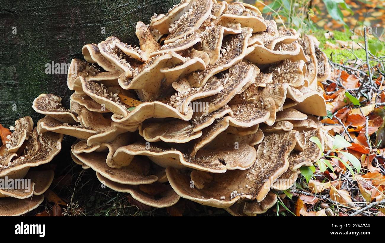 Giant Polypore (Meripilus giganteus) Fungi Stock Photo - Alamy