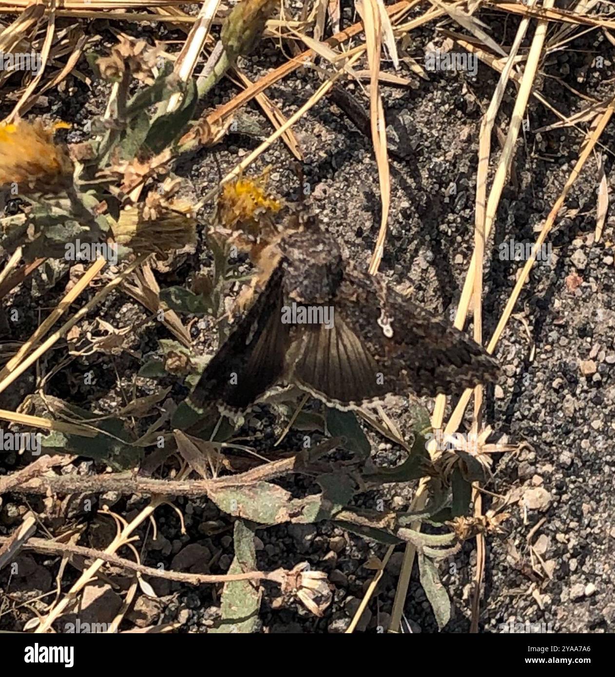 Plusiine Looper Moths (Plusiinae) Insecta Stock Photo - Alamy