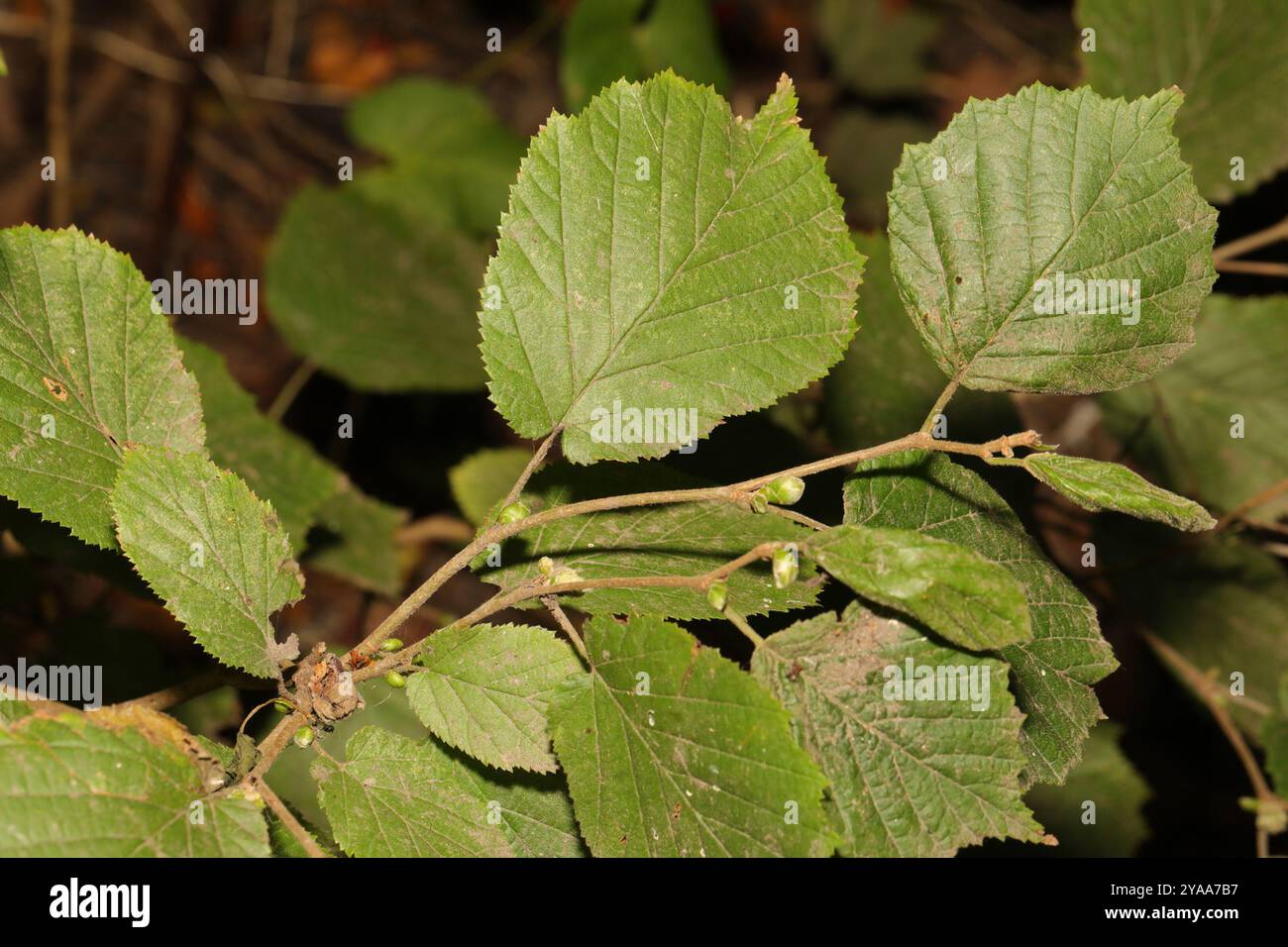 common hazel (Corylus avellana) Plantae Stock Photo - Alamy