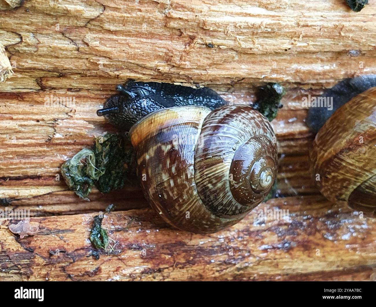 Copse Snail (Arianta arbustorum) Mollusca Stock Photo - Alamy
