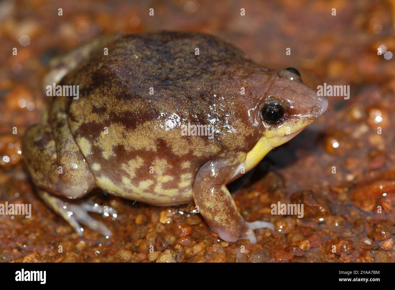 Shovel-nosed Frog (Hemisus marmoratus) Amphibia Stock Photo - Alamy