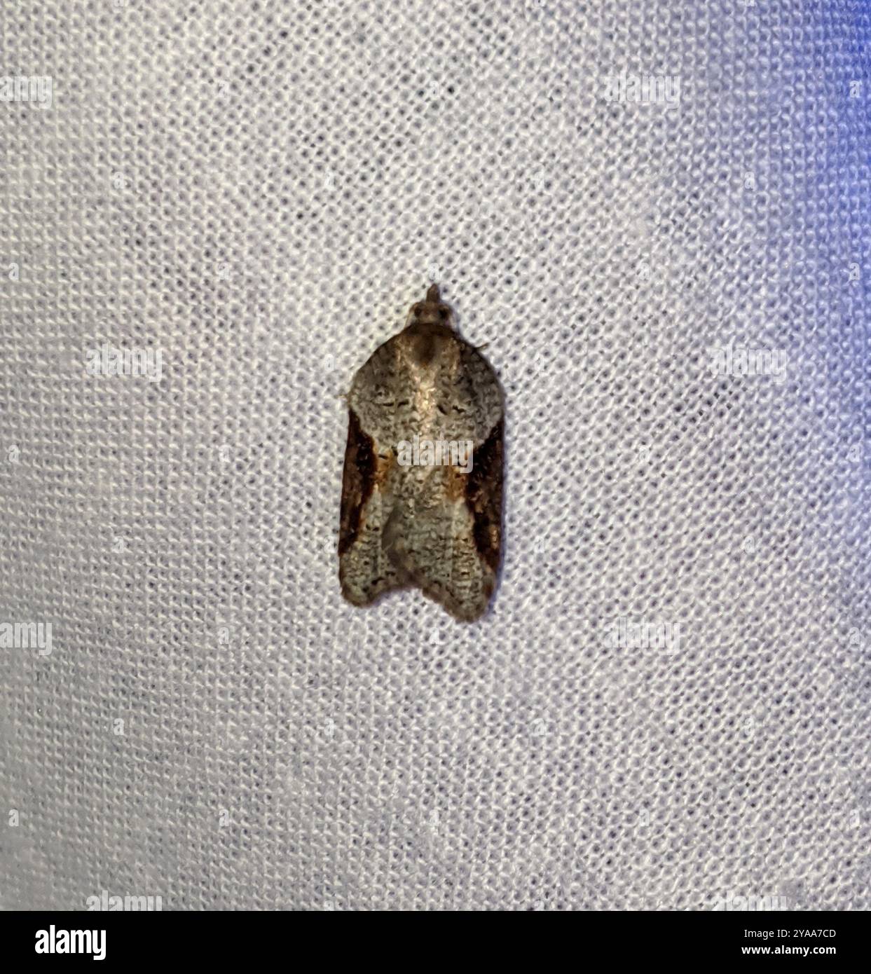 MacDunnough's Acleris (Acleris macdunnoughi) Insecta Stock Photo - Alamy