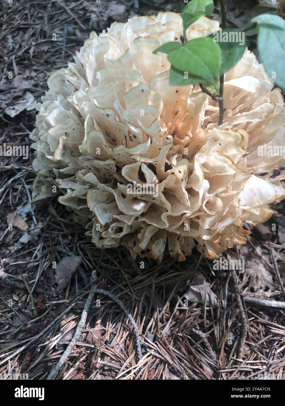 Eastern cauliflower mushroom (Sparassis spathulata) Fungi Stock Photo ...
