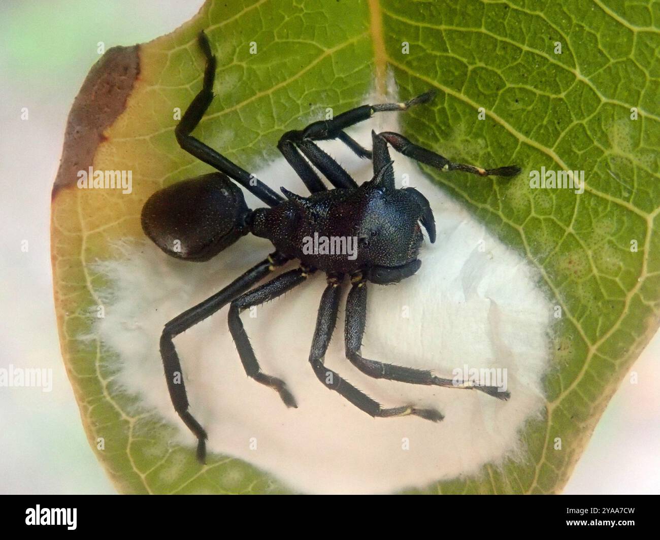 South American Ant-mimicking Crab Spiders (Aphantochilus) Arachnida ...