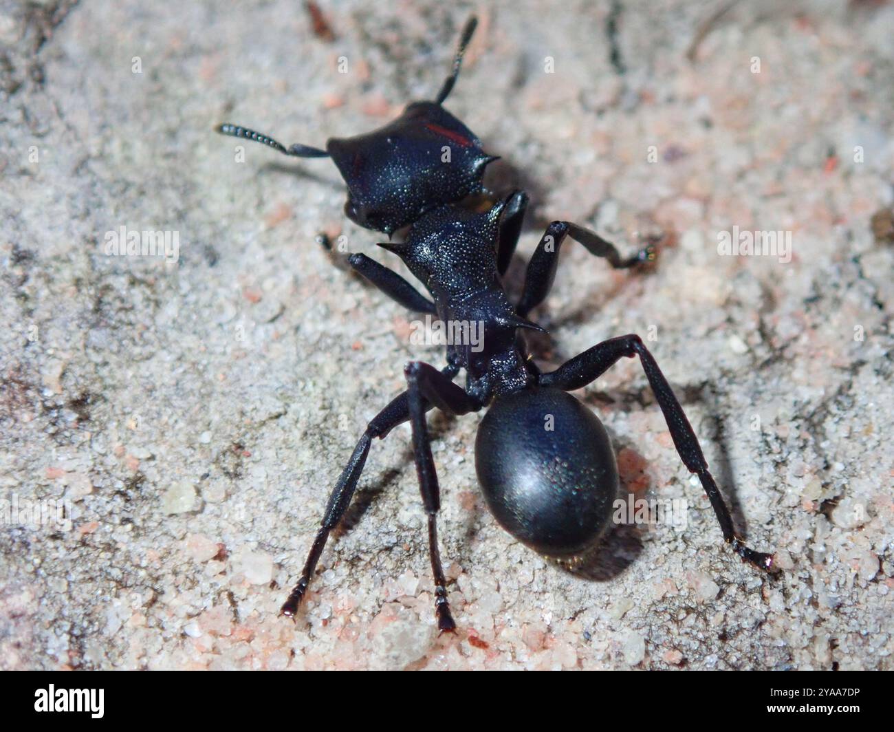 Common Giant Turtle Ant (Cephalotes atratus) Insecta Stock Photo - Alamy
