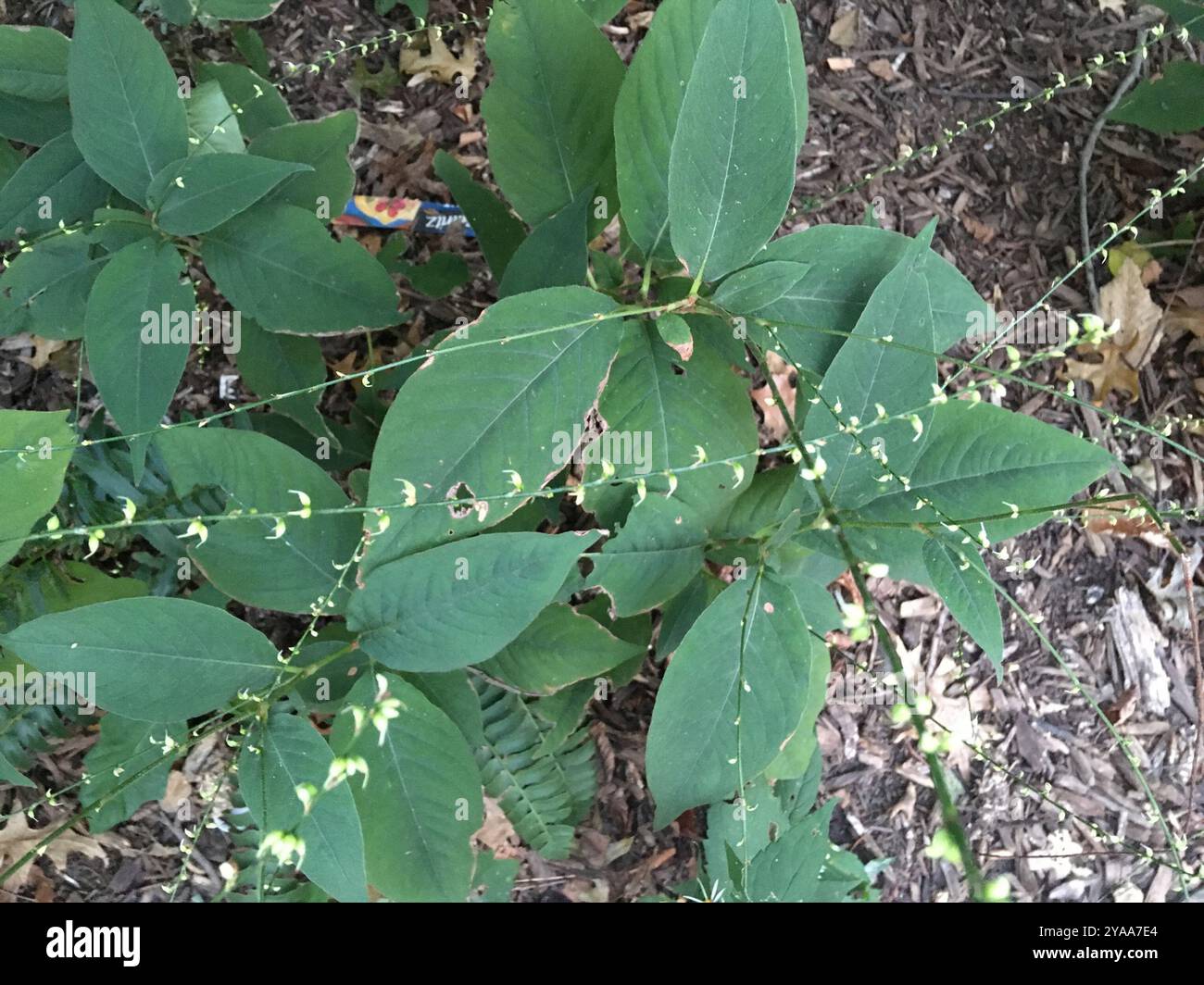 American jumpseed (Persicaria virginiana) Plantae Stock Photo - Alamy