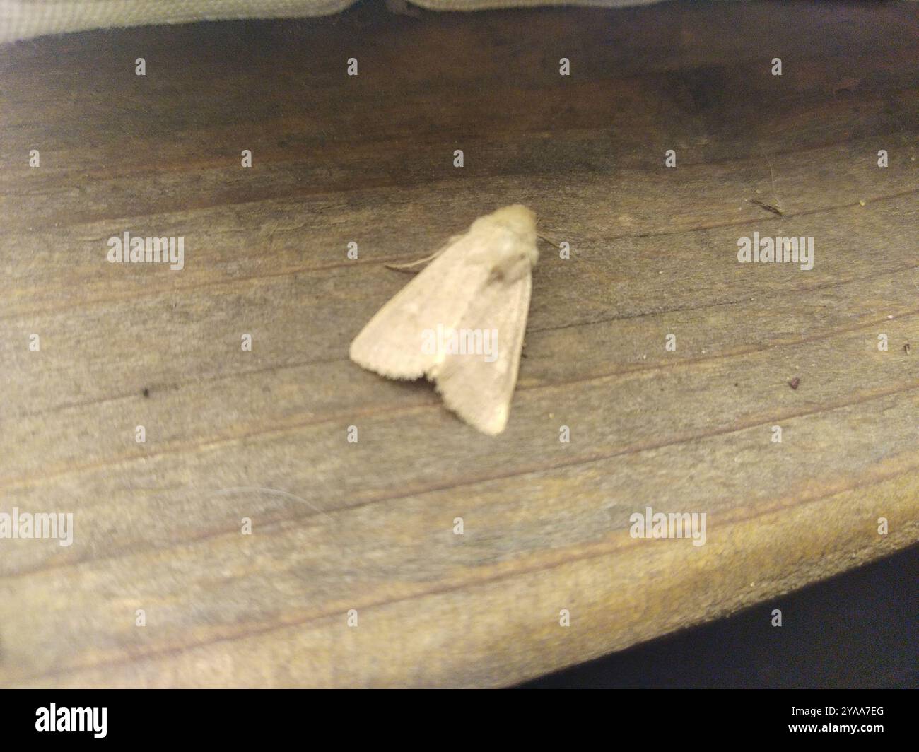 The Clay (Mythimna ferrago) Insecta Stock Photo - Alamy