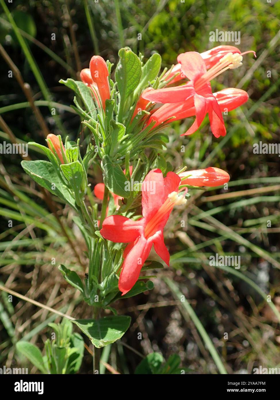 (Ruellia angustior) Plantae Stock Photo - Alamy