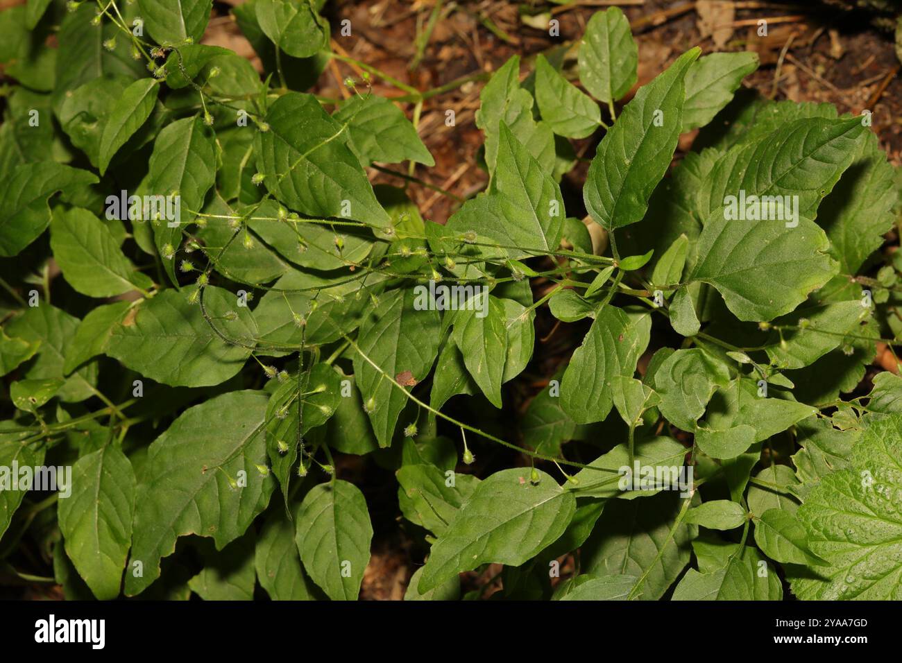 enchanter's-nightshade (Circaea lutetiana) Plantae Stock Photo - Alamy