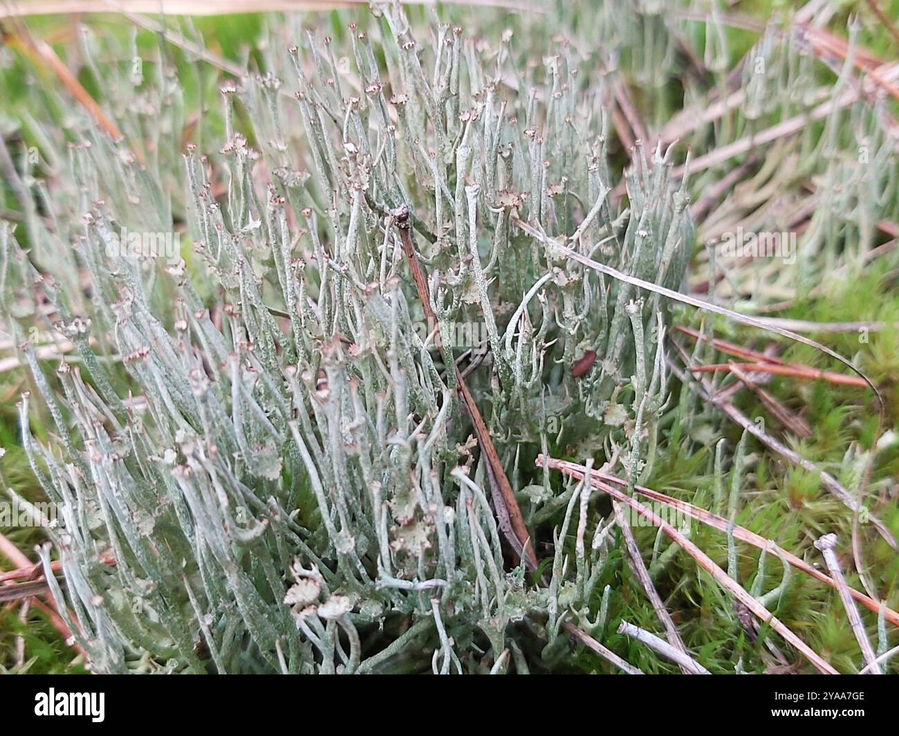 Smooth Pixie Lichen (Cladonia gracilis gracilis) Fungi Stock Photo - Alamy
