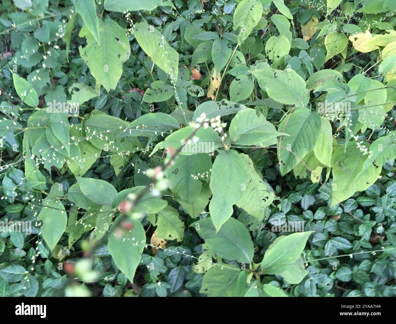 American jumpseed (Persicaria virginiana) Plantae Stock Photo - Alamy
