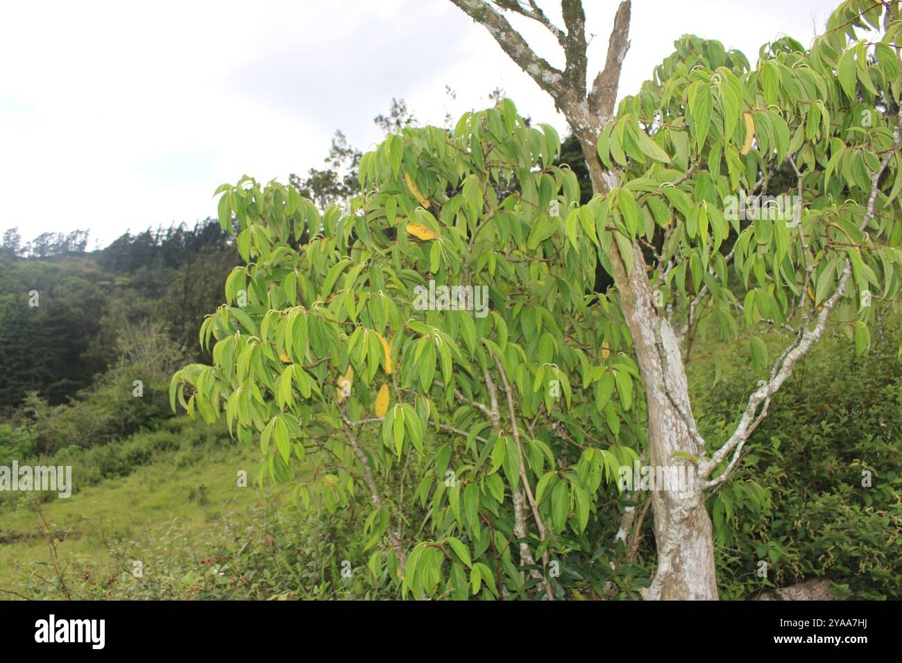 pepper plants (Piper) Plantae Stock Photo - Alamy
