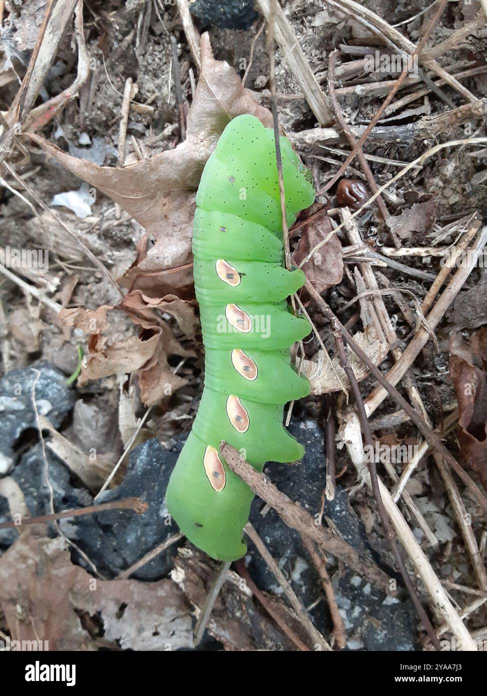 Pandorus Sphinx (Eumorpha pandorus) Insecta Stock Photo - Alamy