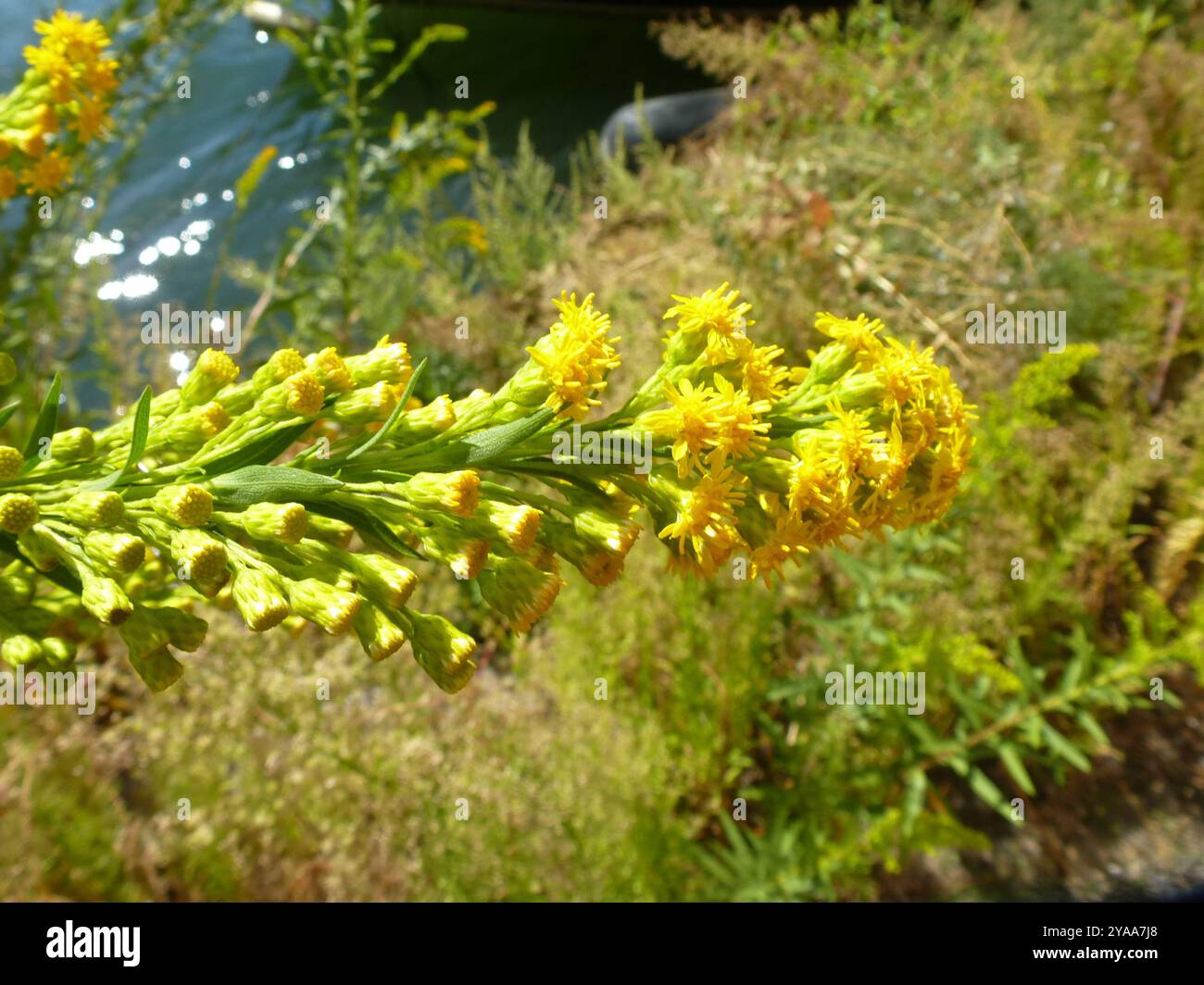 northern seaside goldenrod (Solidago sempervirens) Plantae Stock Photo ...