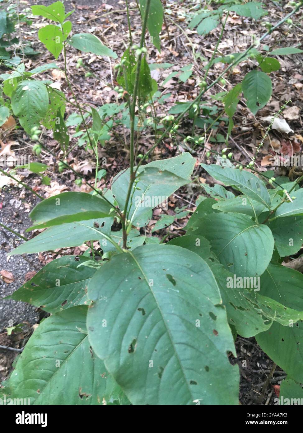 American jumpseed (Persicaria virginiana) Plantae Stock Photo - Alamy
