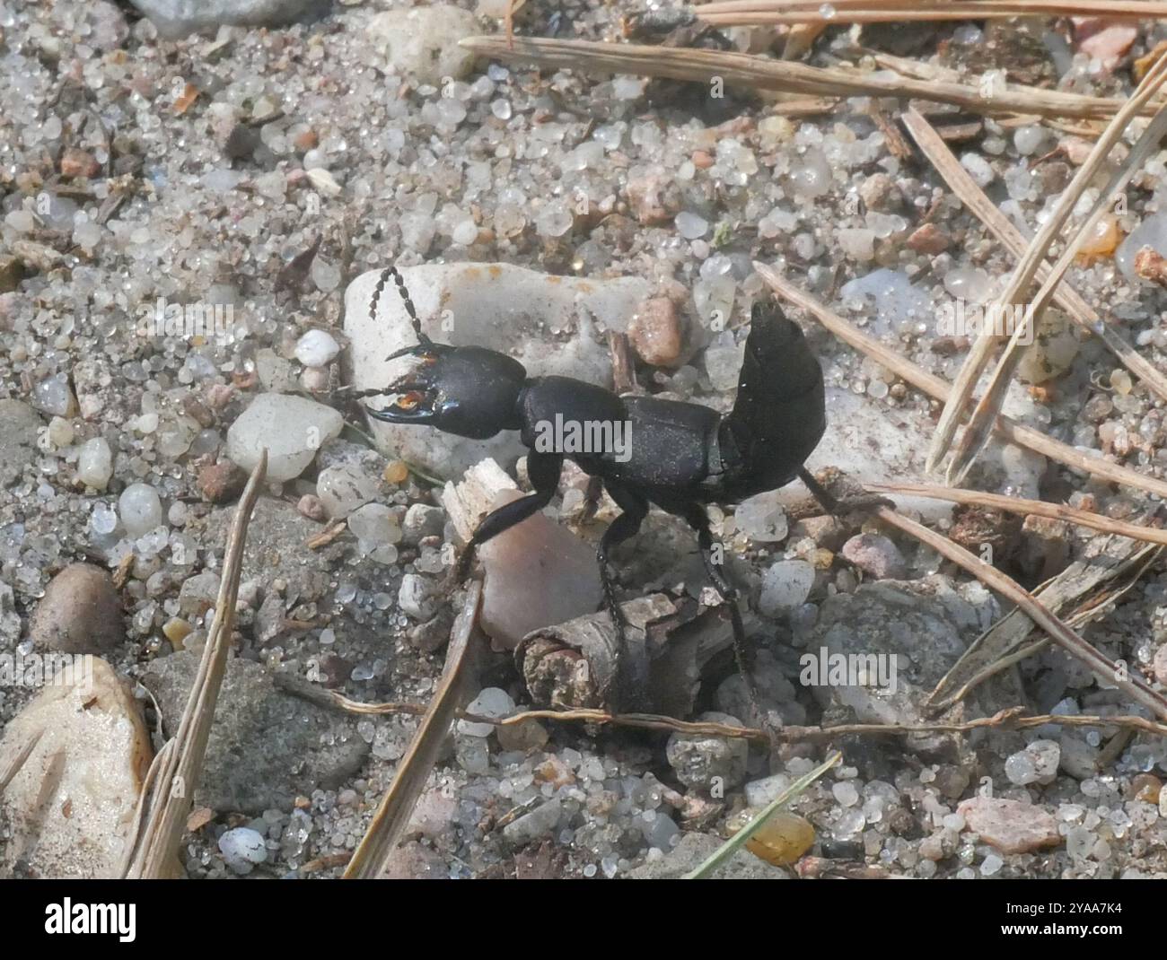 Devil's Coach Horse Beetle (Ocypus olens) Insecta Stock Photo - Alamy