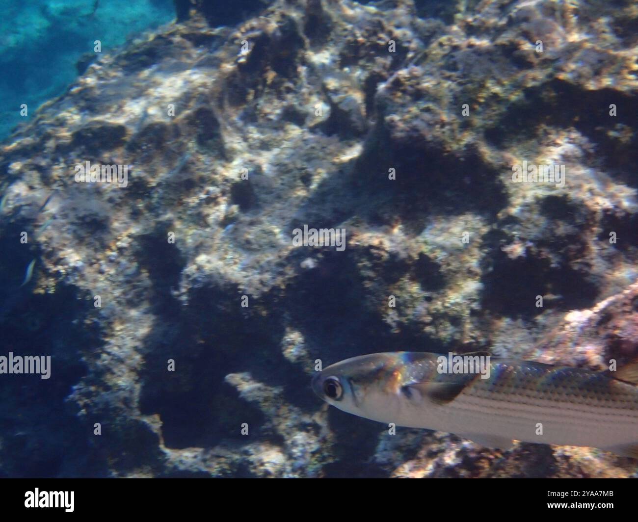 Sea Mullet (Mugil cephalus) Actinopterygii Stock Photo - Alamy
