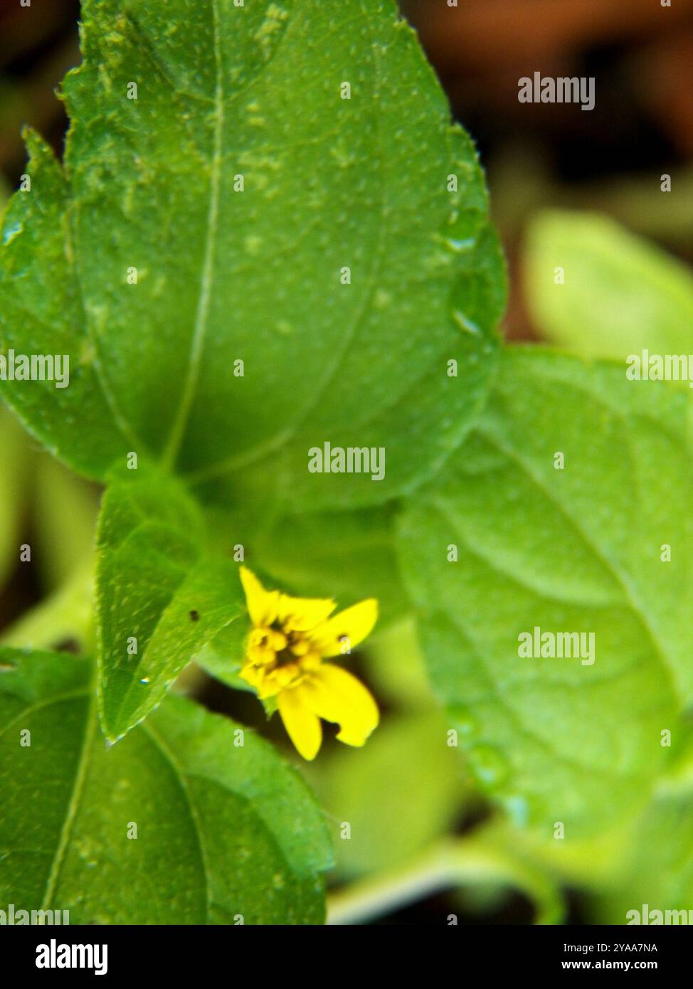 straggler daisy (Calyptocarpus vialis) Plantae Stock Photo - Alamy