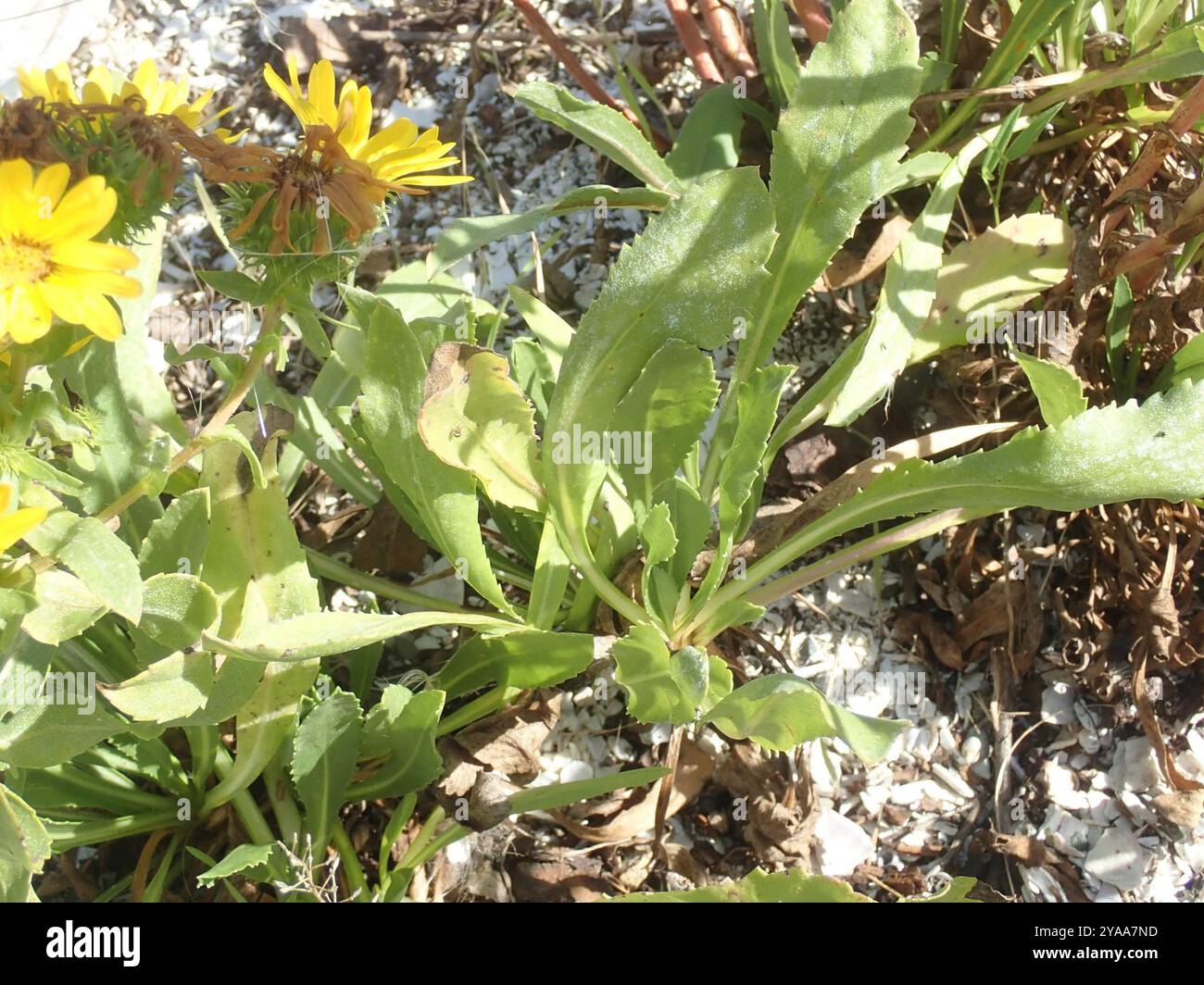 Oregon Gumplant (Grindelia stricta) Plantae Stock Photo - Alamy