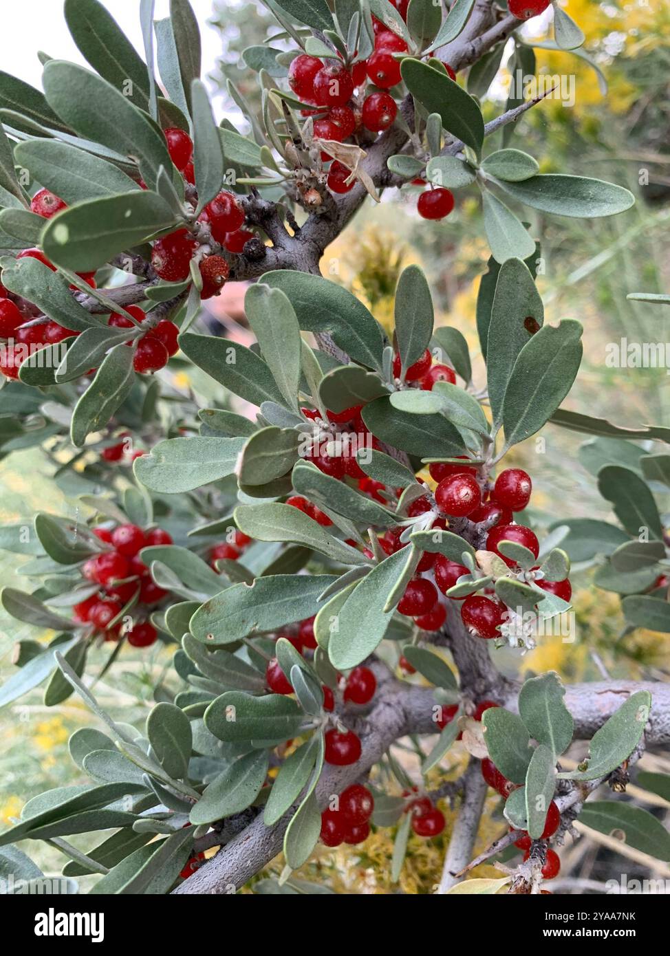 silver buffaloberry (Shepherdia argentea) Plantae Stock Photo - Alamy