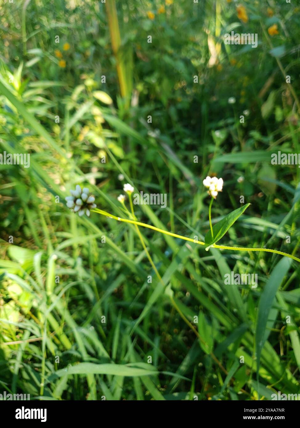 arrow-leaved tearthumb (Persicaria sagittata) Plantae Stock Photo - Alamy