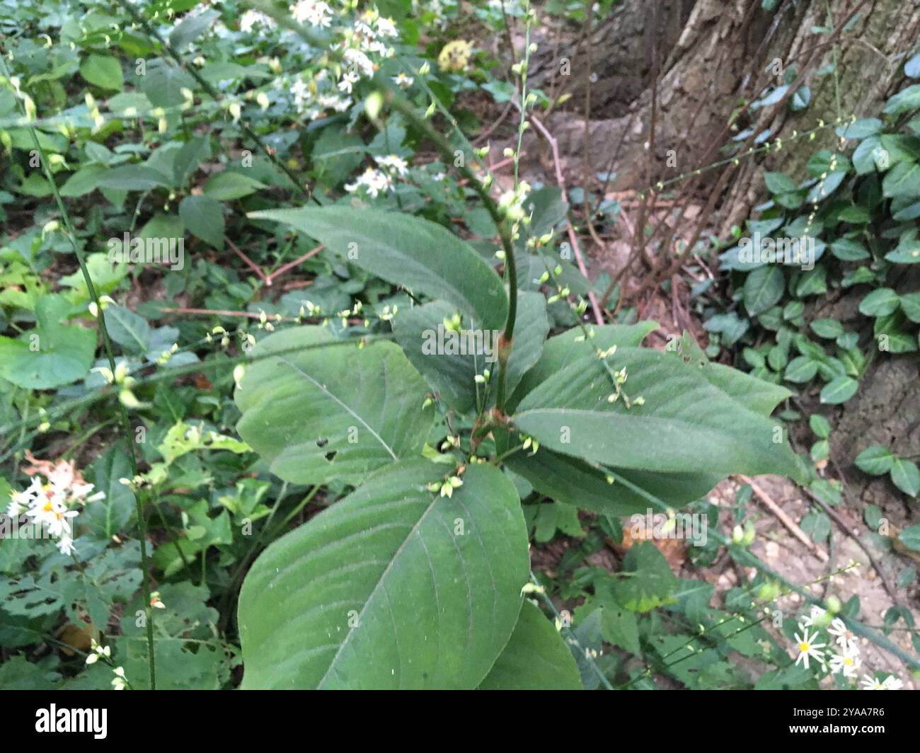 American jumpseed (Persicaria virginiana) Plantae Stock Photo - Alamy