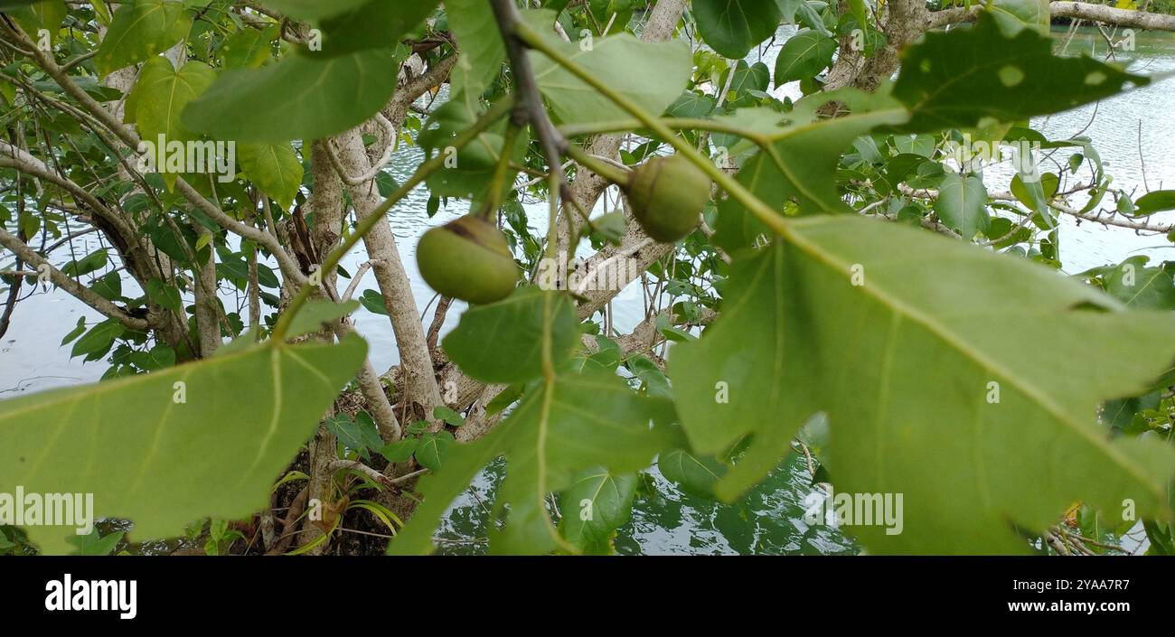 Portia tree (Thespesia populnea) Plantae Stock Photo - Alamy