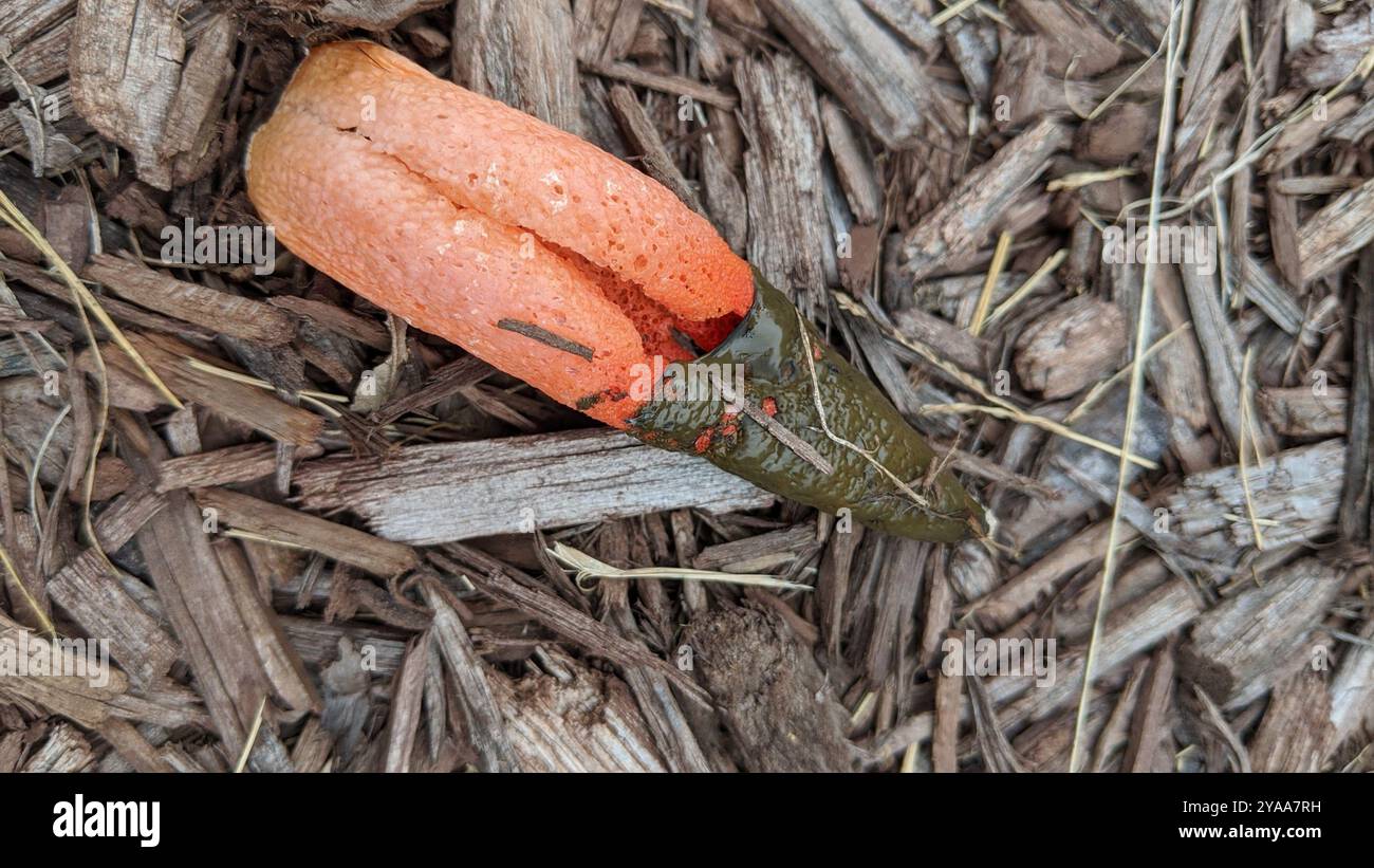 devil's dipstick (Mutinus elegans) Fungi Stock Photo - Alamy