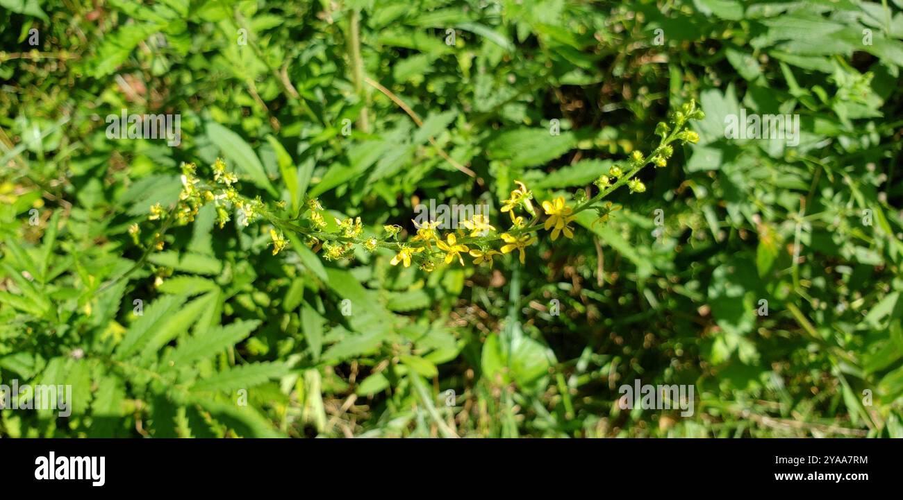 swamp agrimony (Agrimonia parviflora) Plantae Stock Photo - Alamy