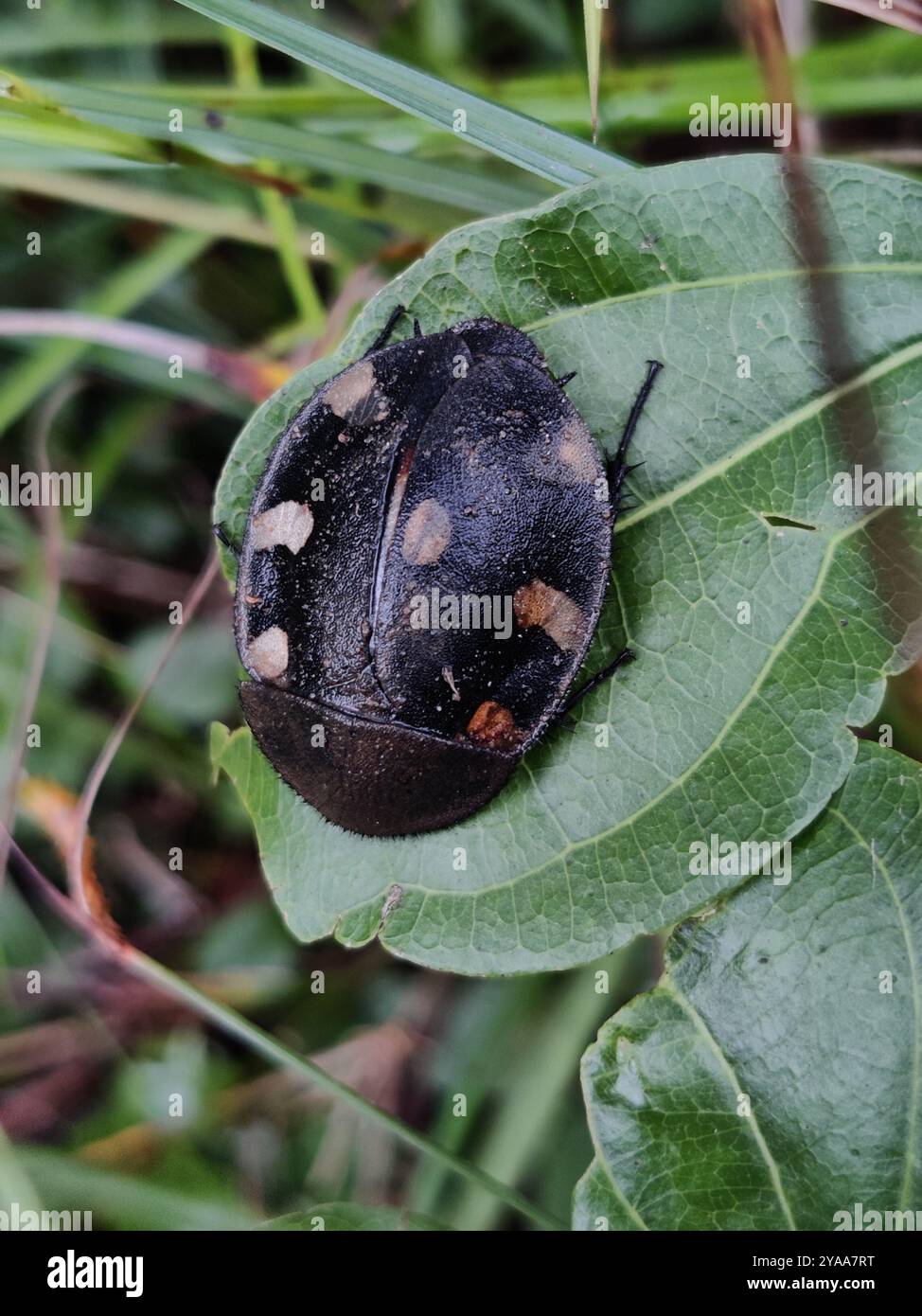 Indian Domino Cockroach (Therea petiveriana) Insecta Stock Photo - Alamy