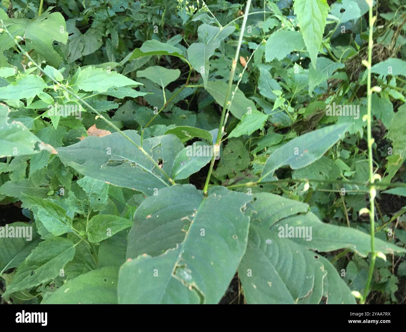 American jumpseed (Persicaria virginiana) Plantae Stock Photo - Alamy
