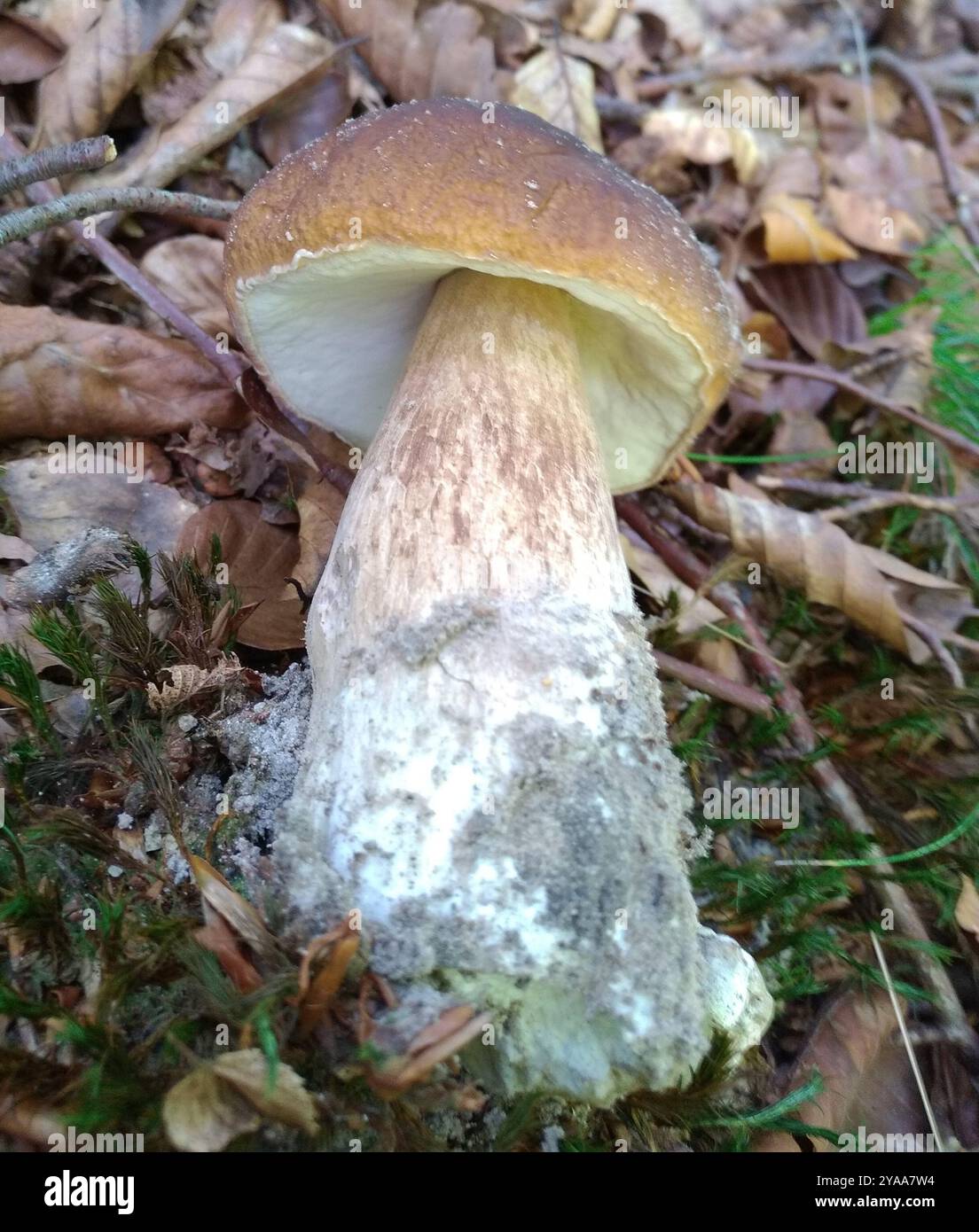 Summer Bolete (Boletus reticulatus) Fungi Stock Photo - Alamy