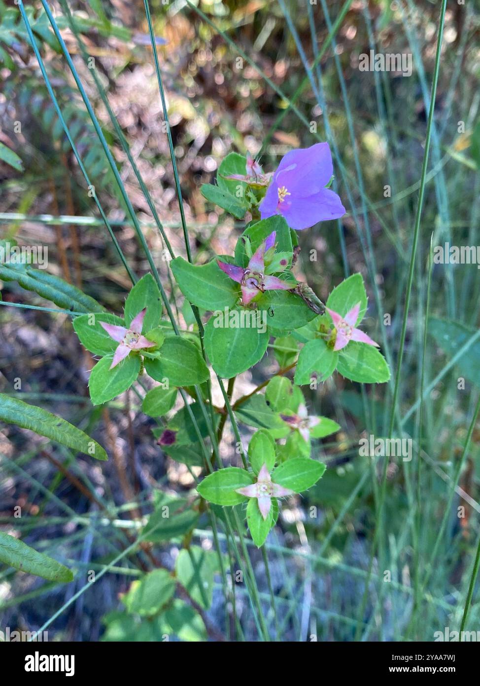 short-stemmed meadowbeauty (Rhexia petiolata) Plantae Stock Photo - Alamy