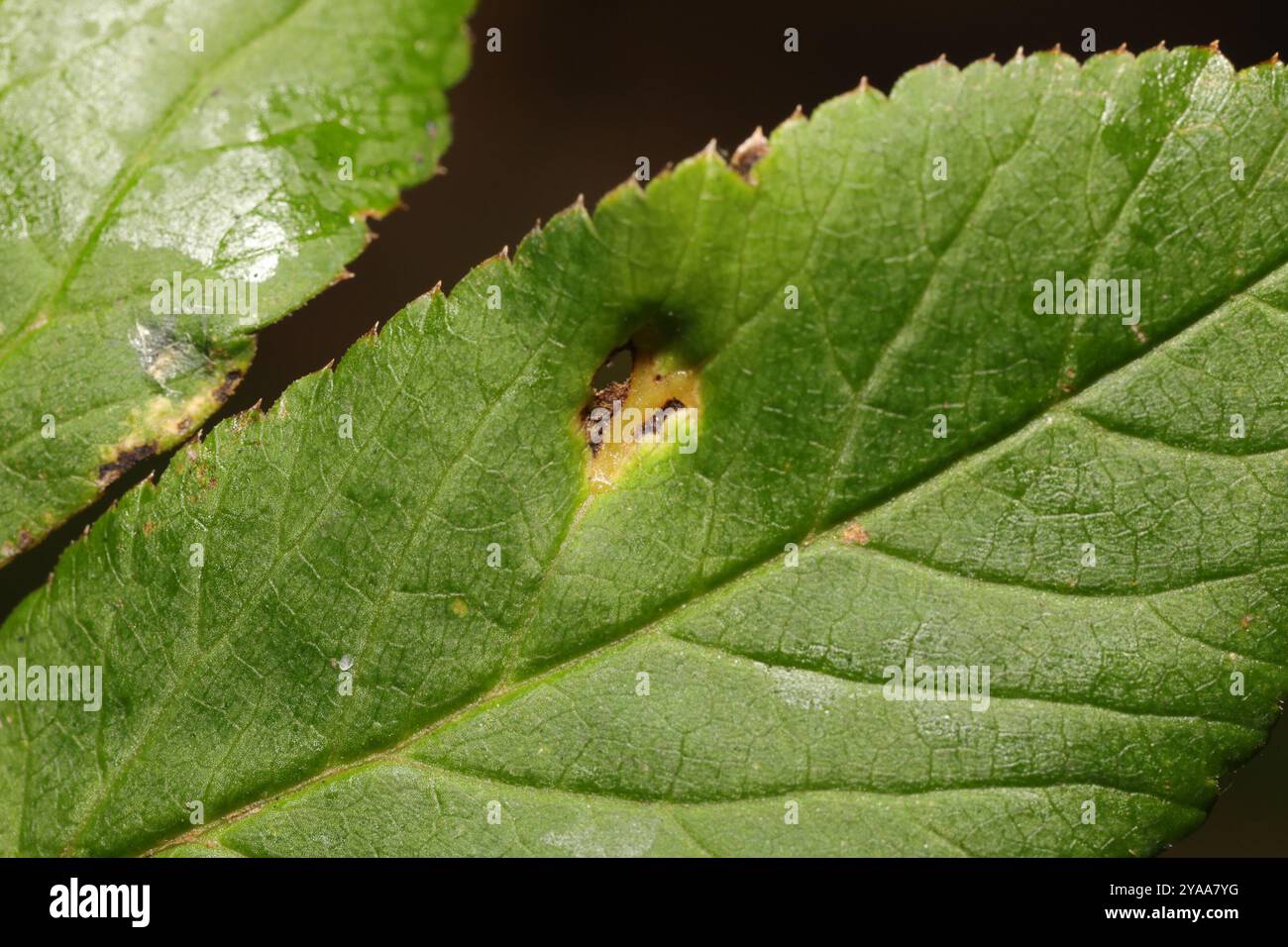 Macrosporus hi-res stock photography and images - Alamy