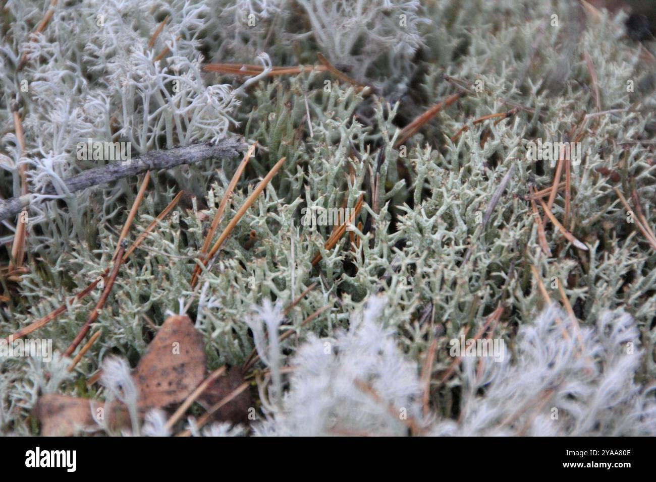 Green Reindeer Lichen (Cladonia arbuscula) Fungi Stock Photo - Alamy