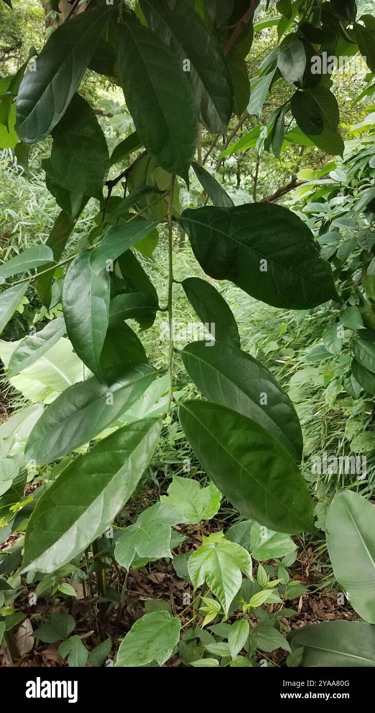 (Trophis racemosa) Plantae Stock Photo - Alamy
