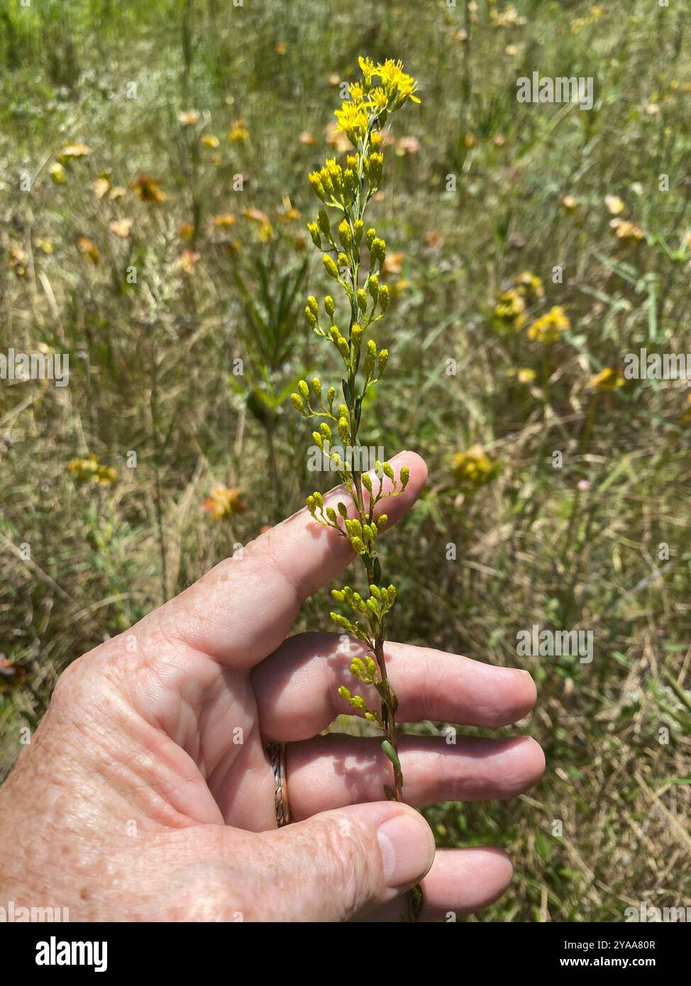 graceful goldenrod (Solidago gracillima) Plantae Stock Photo - Alamy
