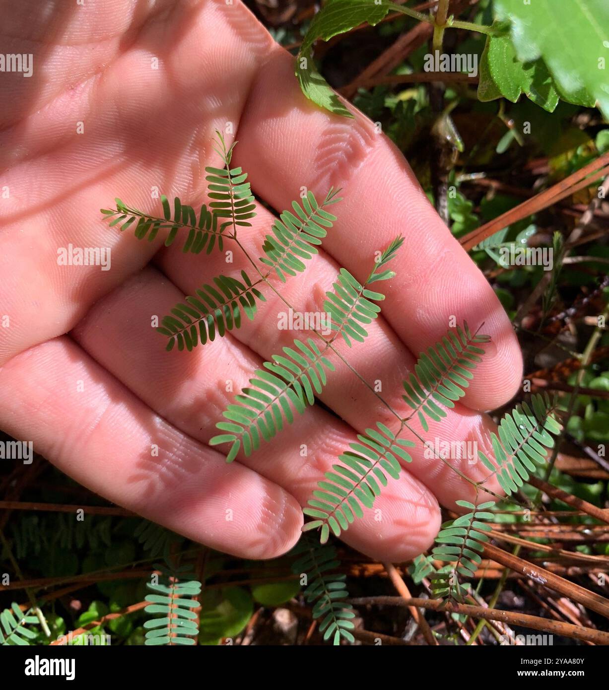 littleleaf sensitive-briar (Mimosa microphylla) Plantae Stock Photo - Alamy