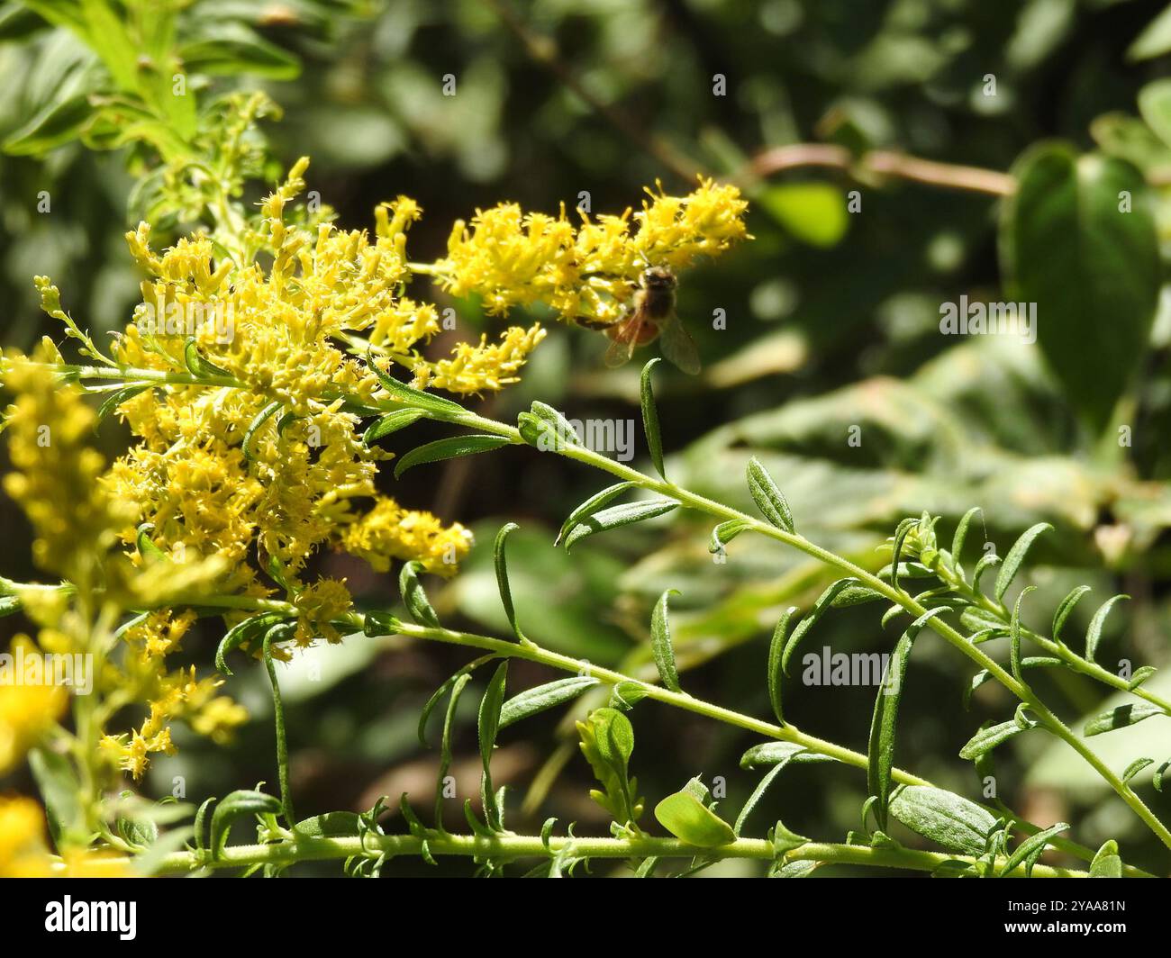 tall goldenrod (Solidago altissima) Plantae Stock Photo - Alamy