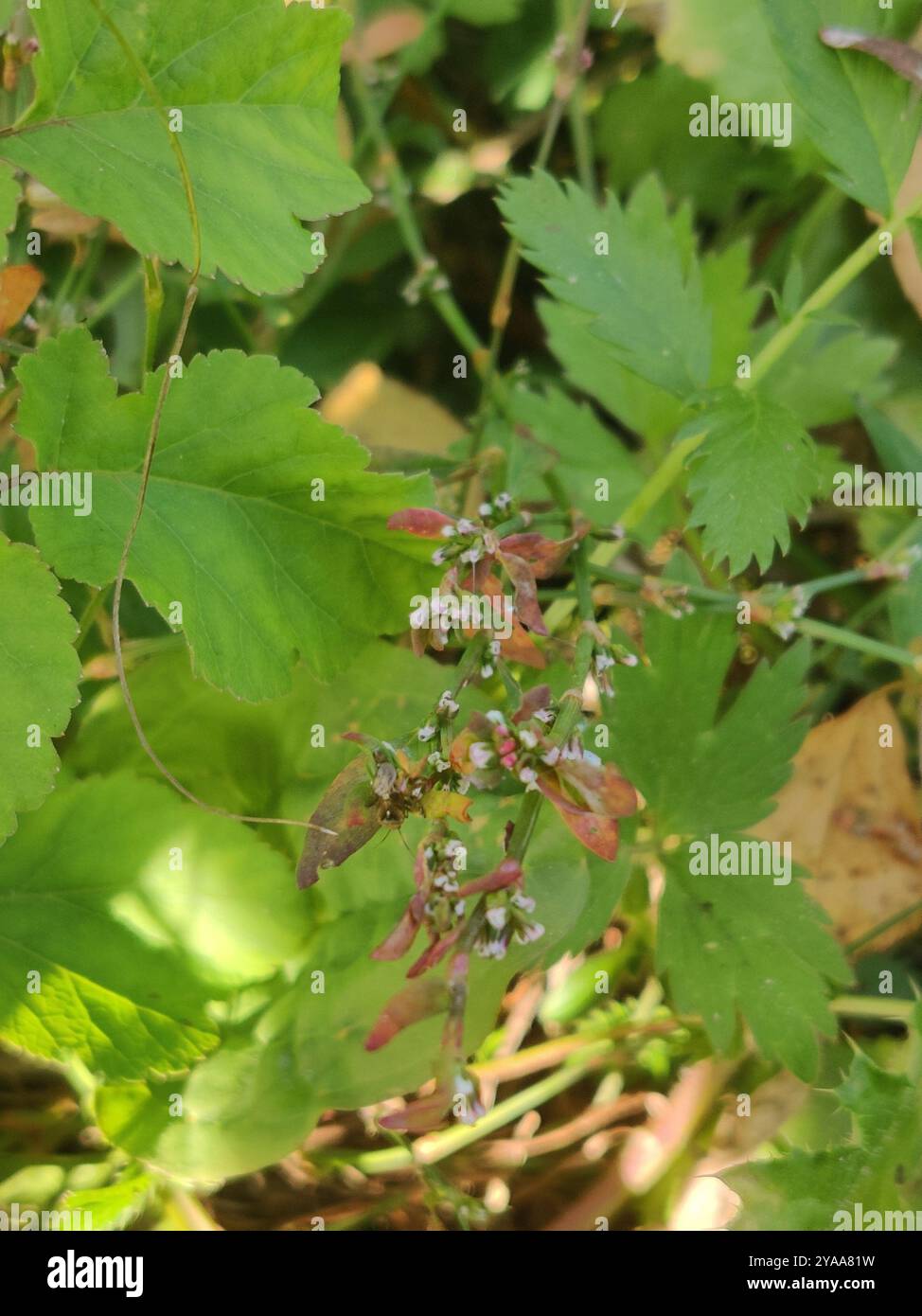 vascular plants (Tracheophyta) Plantae Stock Photo - Alamy
