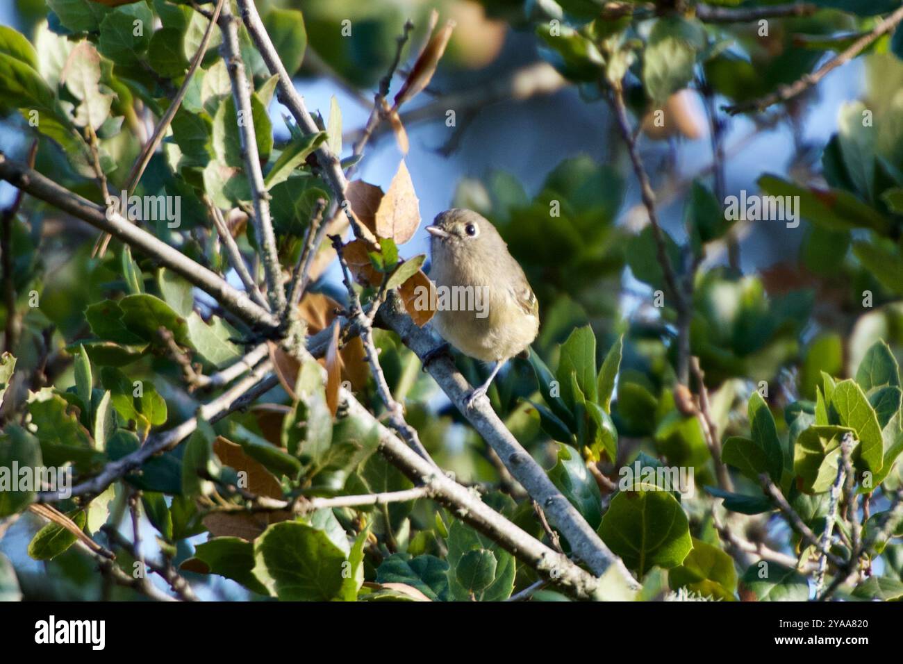 Hutton's Vireo (Vireo huttoni) Aves Stock Photo - Alamy
