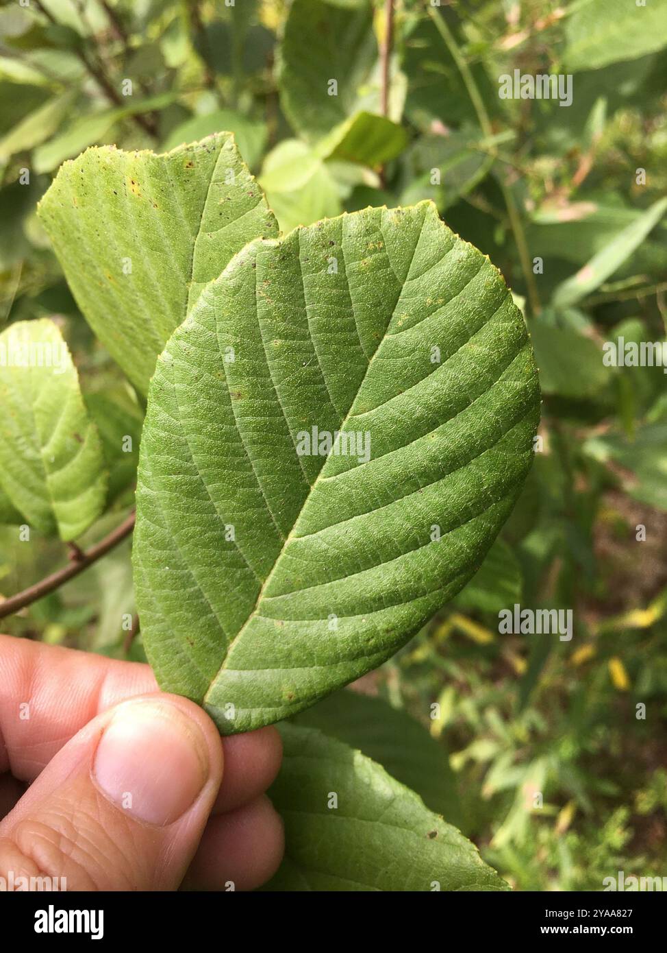 smooth alder (Alnus serrulata) Plantae Stock Photo - Alamy