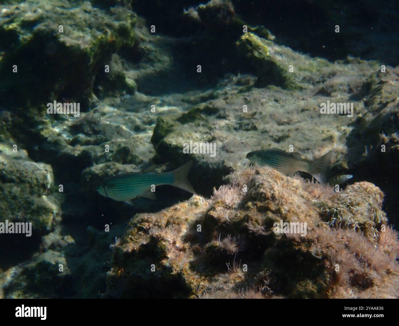 Mullets (Mugilidae) Actinopterygii Stock Photo - Alamy