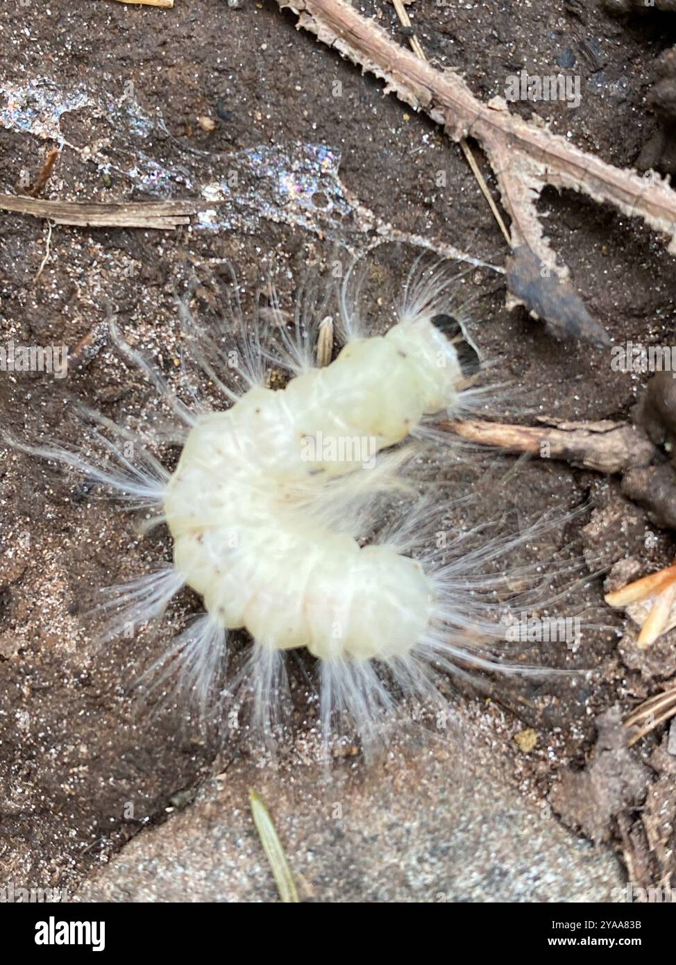 Laugher Moth (Charadra deridens) Insecta Stock Photo - Alamy