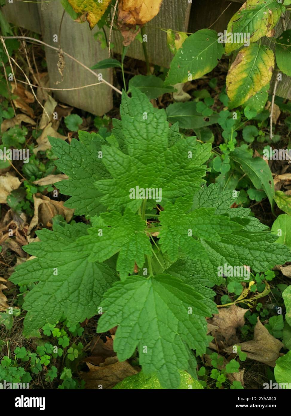 common motherwort (Leonurus cardiaca) Plantae Stock Photo - Alamy
